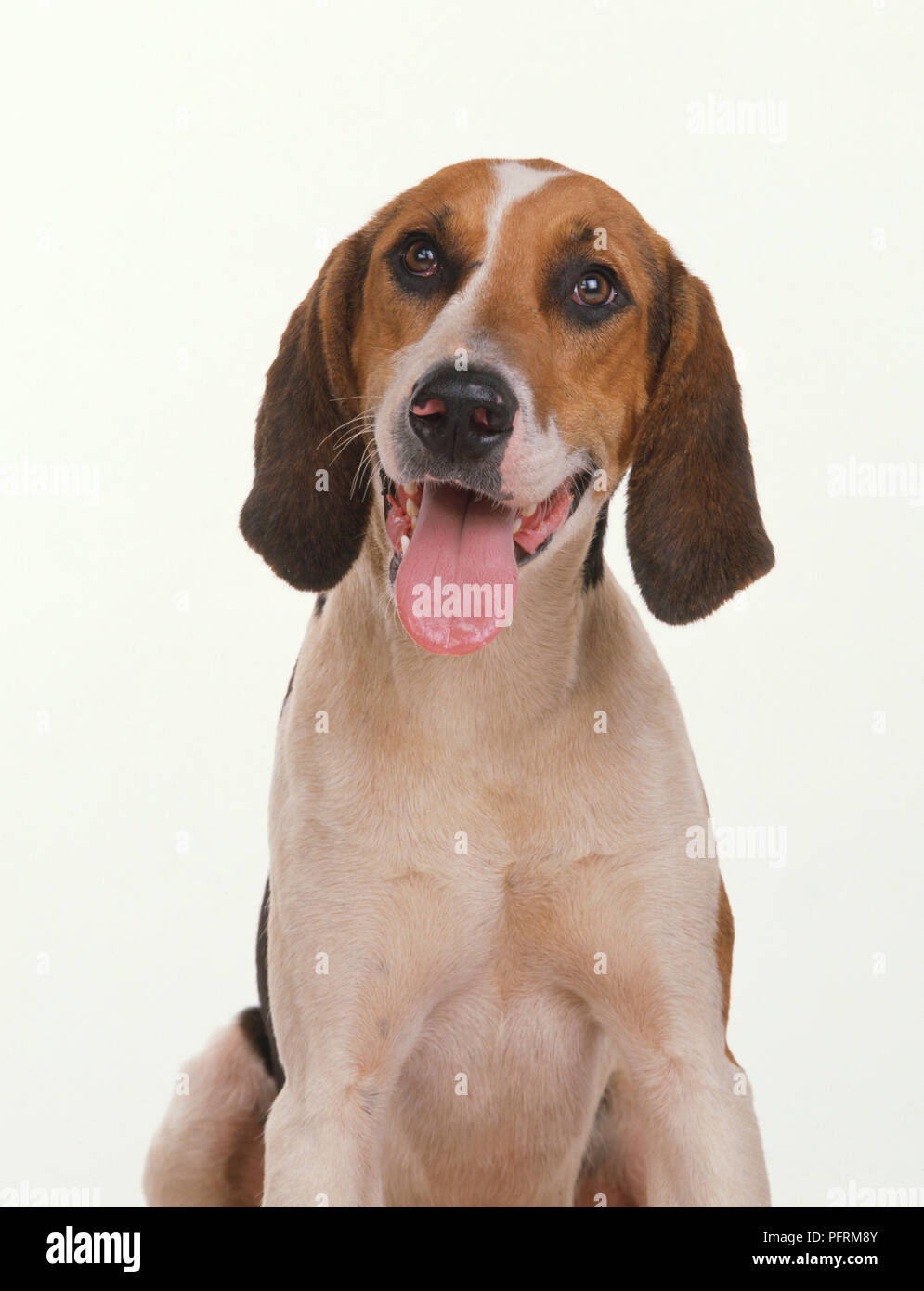 Foxhound foxhound foxhound hi-res stock photography and images - Alamy