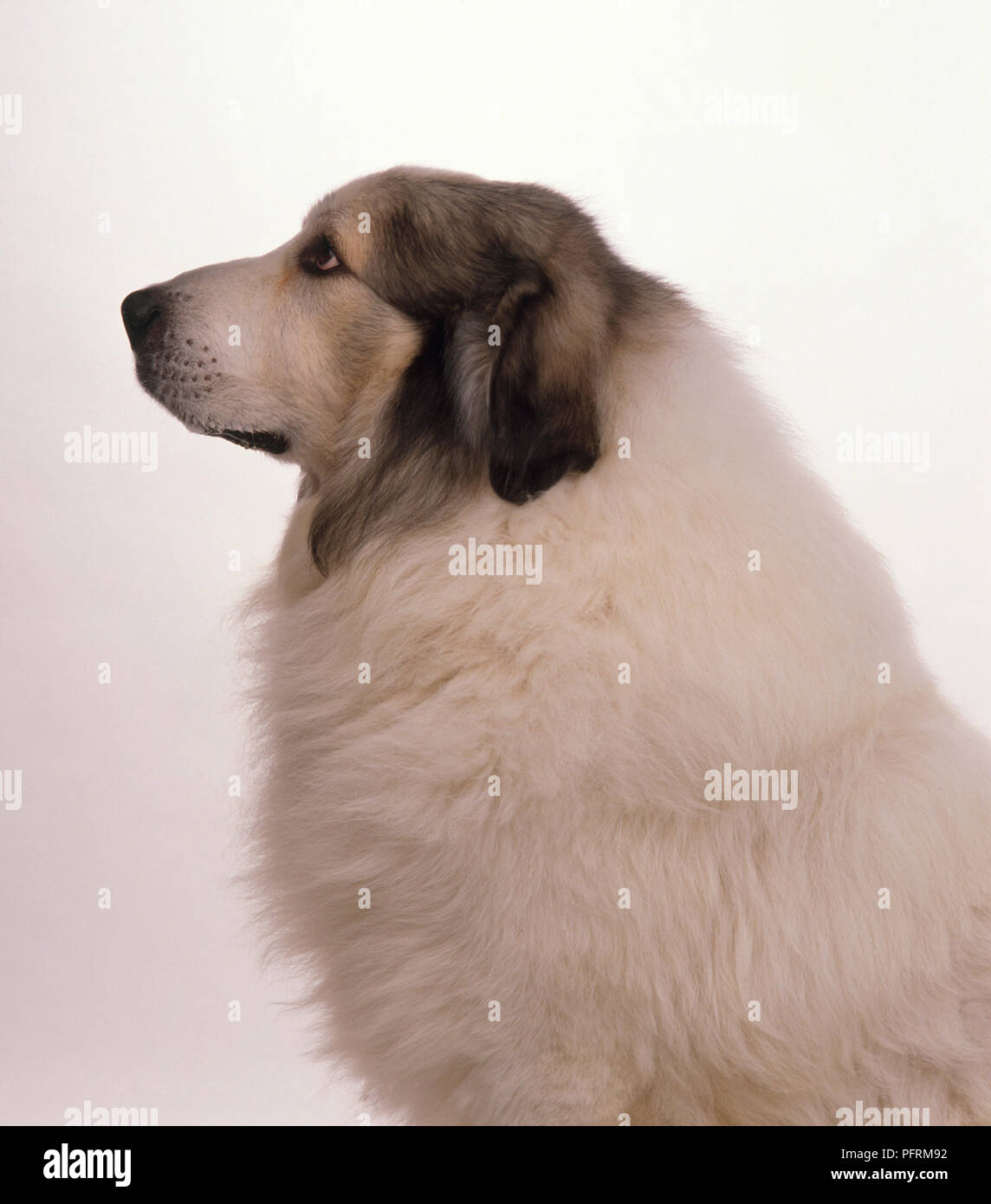 Headshot furry hi-res stock photography and images - Alamy