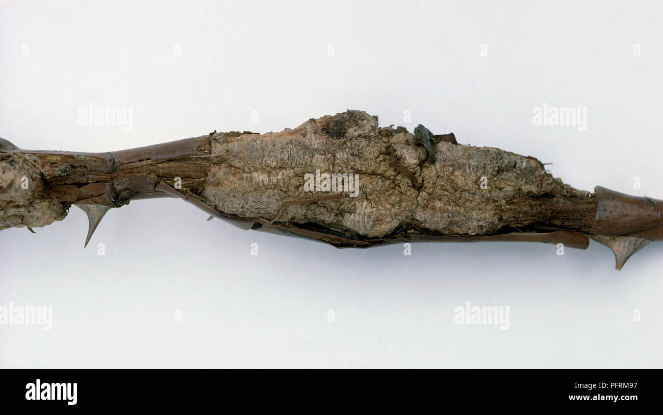 Agrobacterium tumefaciens hi-res stock photography and images - Alamy