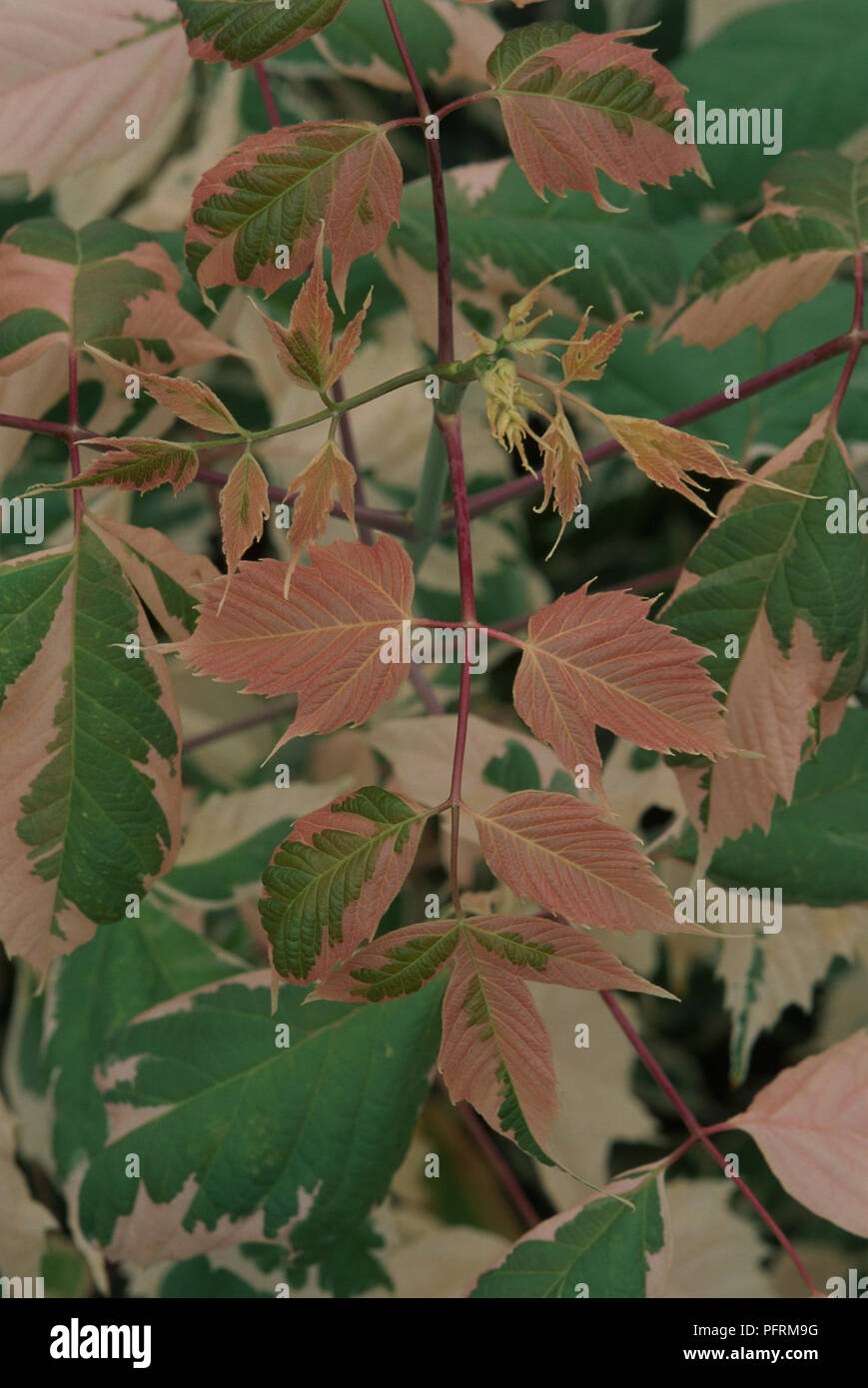 Acer negundo (Box Elder) with green and pink-flushed variegated leaves ...