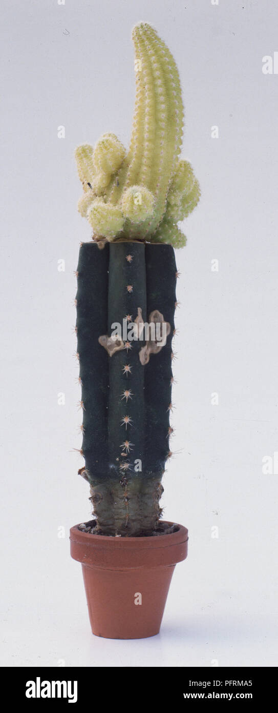 Echinopsis chamaecereus var. lutea (Yellow Peanut Cactus) grafted onto ... Echinopsis chamaecereus var. lutea (Yellow Peanut Cactus) grafted onto ...