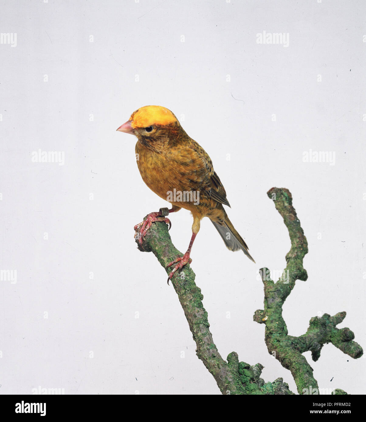 Canary breeds hi-res stock photography and images - Alamy