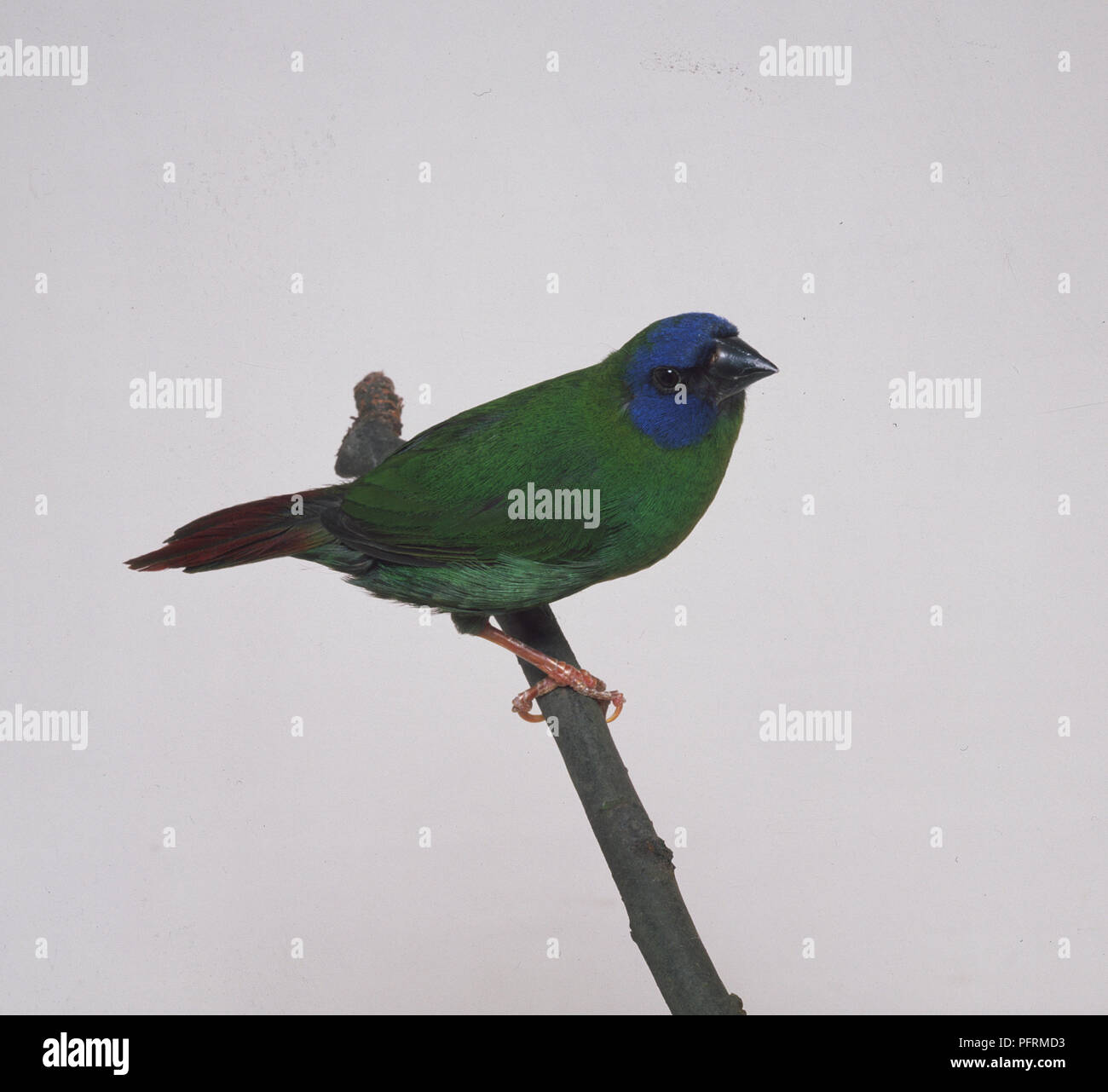 Parrot finch hi-res stock photography and images - Alamy