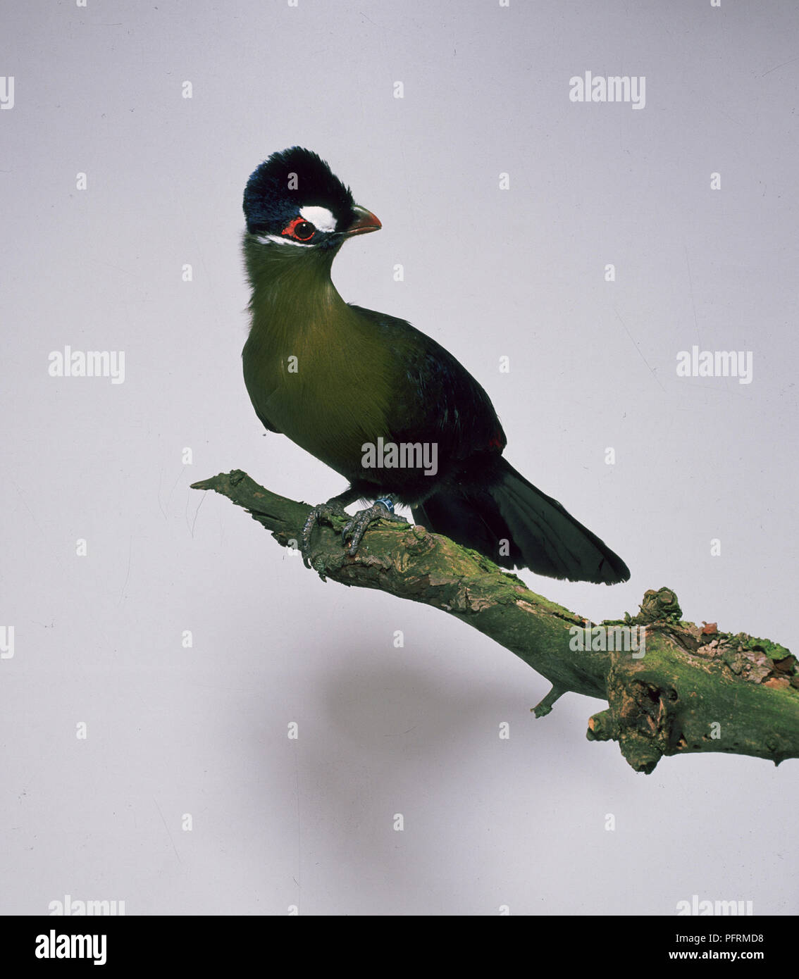 Hartlaubi High Resolution Stock Photography and Images - Alamy