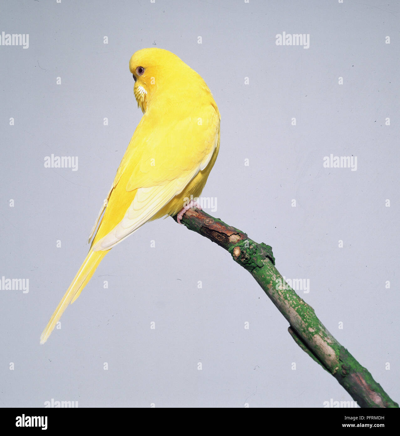 YELLOW LUTINO BUDGERIGAR Stock Photo - Alamy
