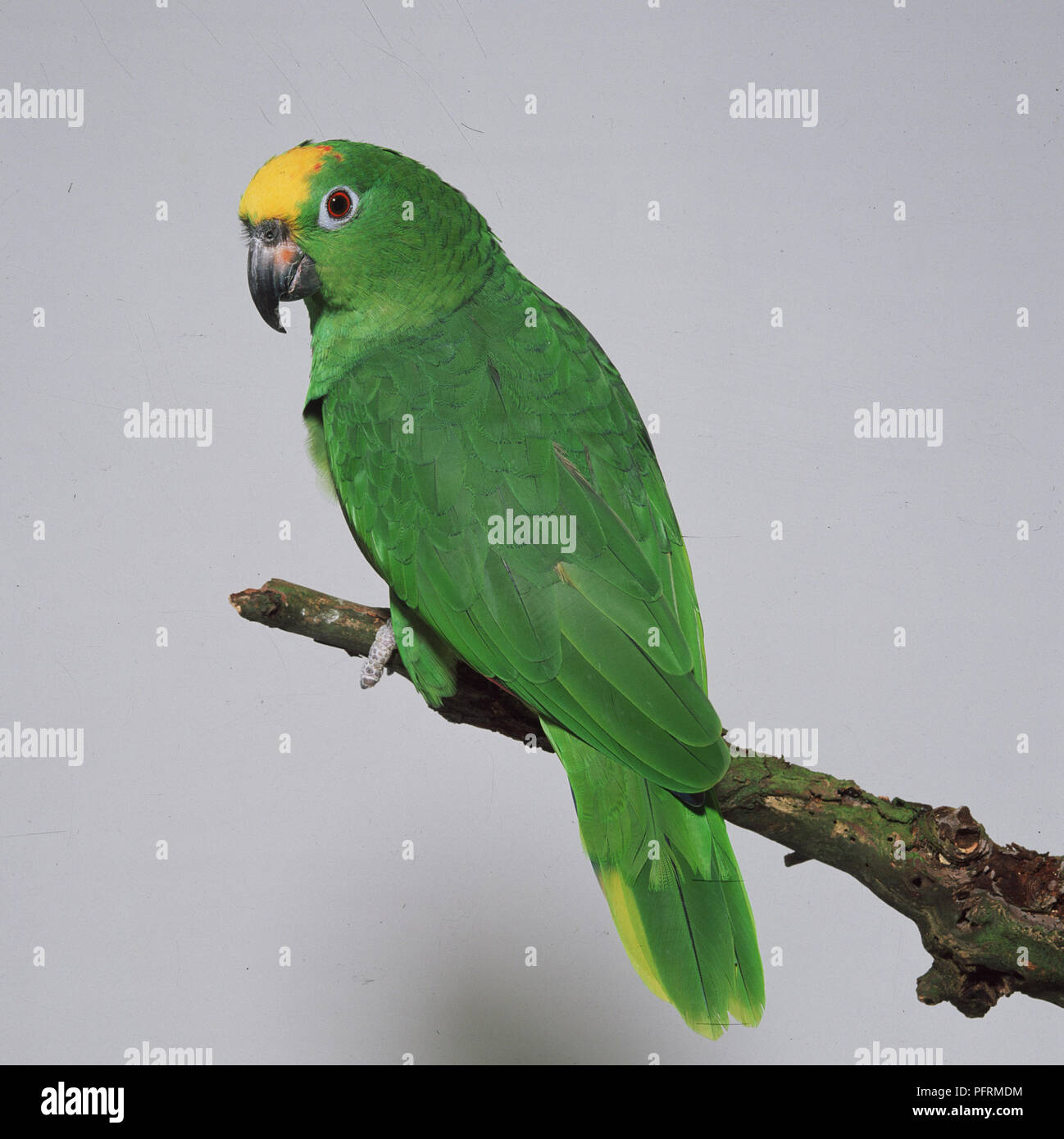 YELLOW FRONTED AMAZON PARROT - SIDE VIEW Stock Photo - Alamy