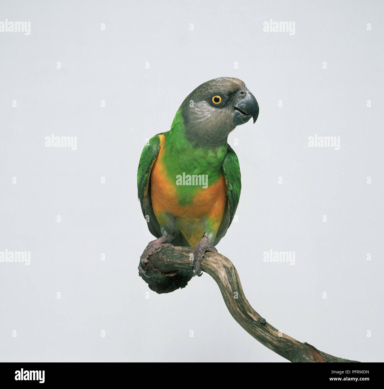 SENEGAL PARROT - FRONT VIEW Stock Photo - Alamy
