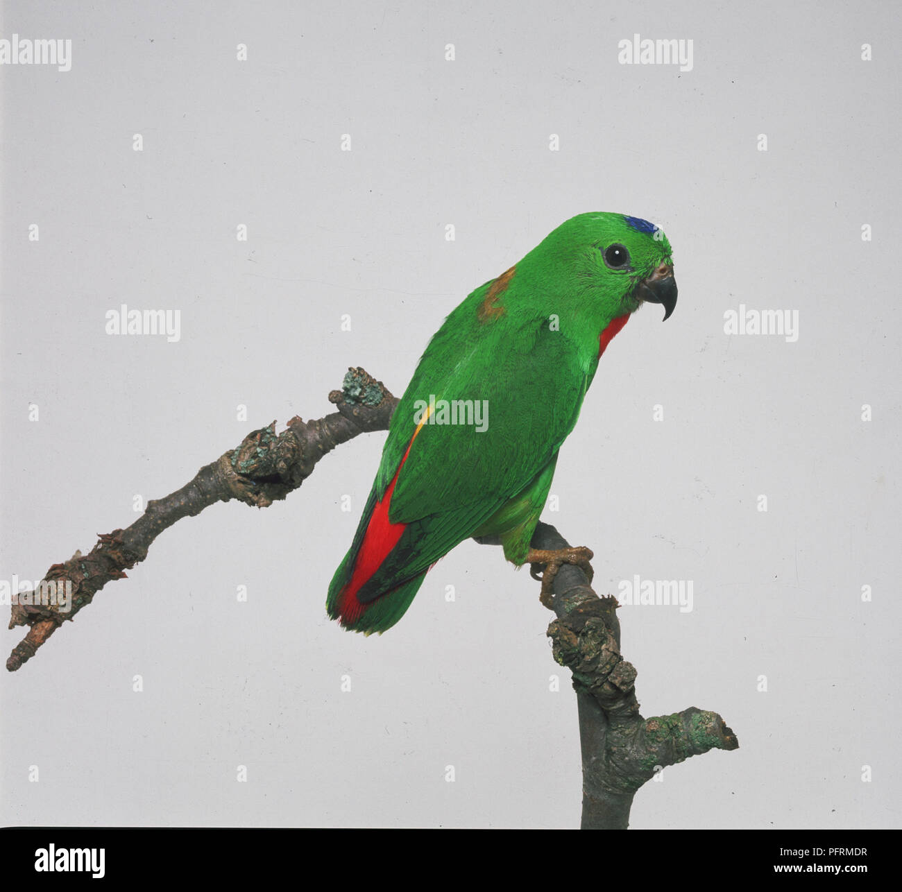 Blue Crowned Hanging High Resolution Stock Photography and Images - Alamy