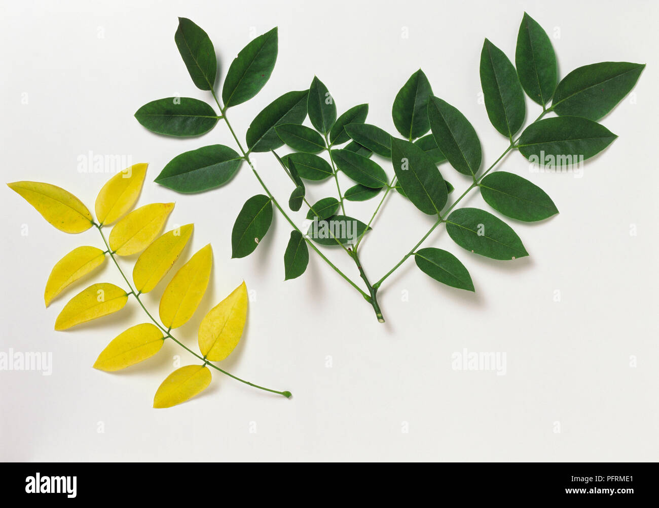 Sophora japonica, syn Styphnolobium japonicum (Pagoda tree), stem with ...