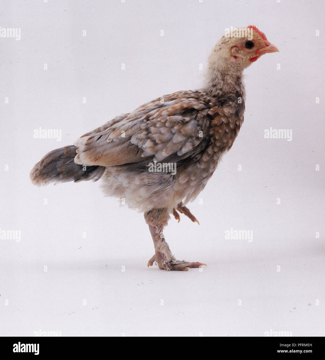 Four-week-old male chick (domestic chicken)javascript:functionClick ...