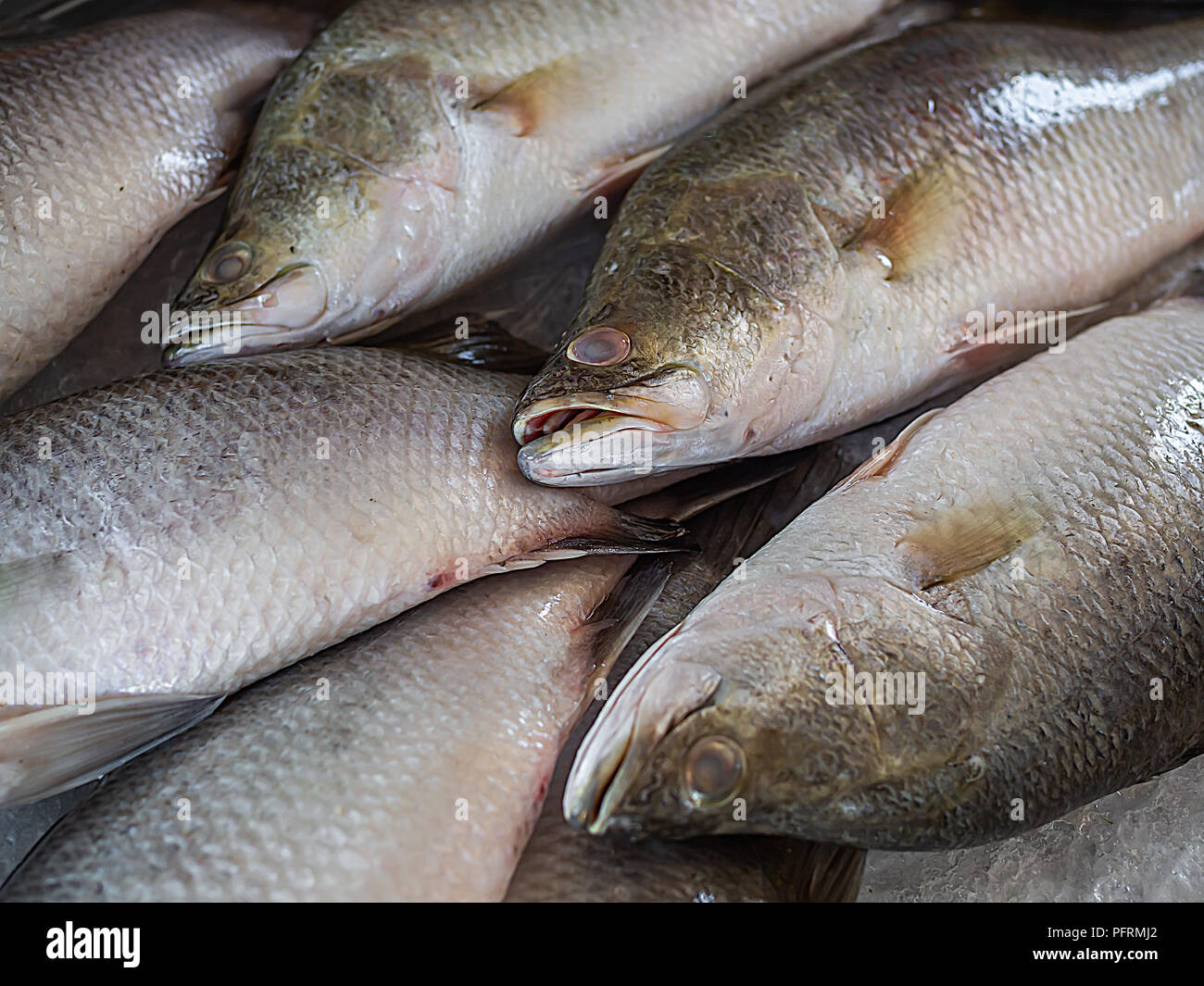 Fresh frozen fish hi-res stock photography and images - Alamy
