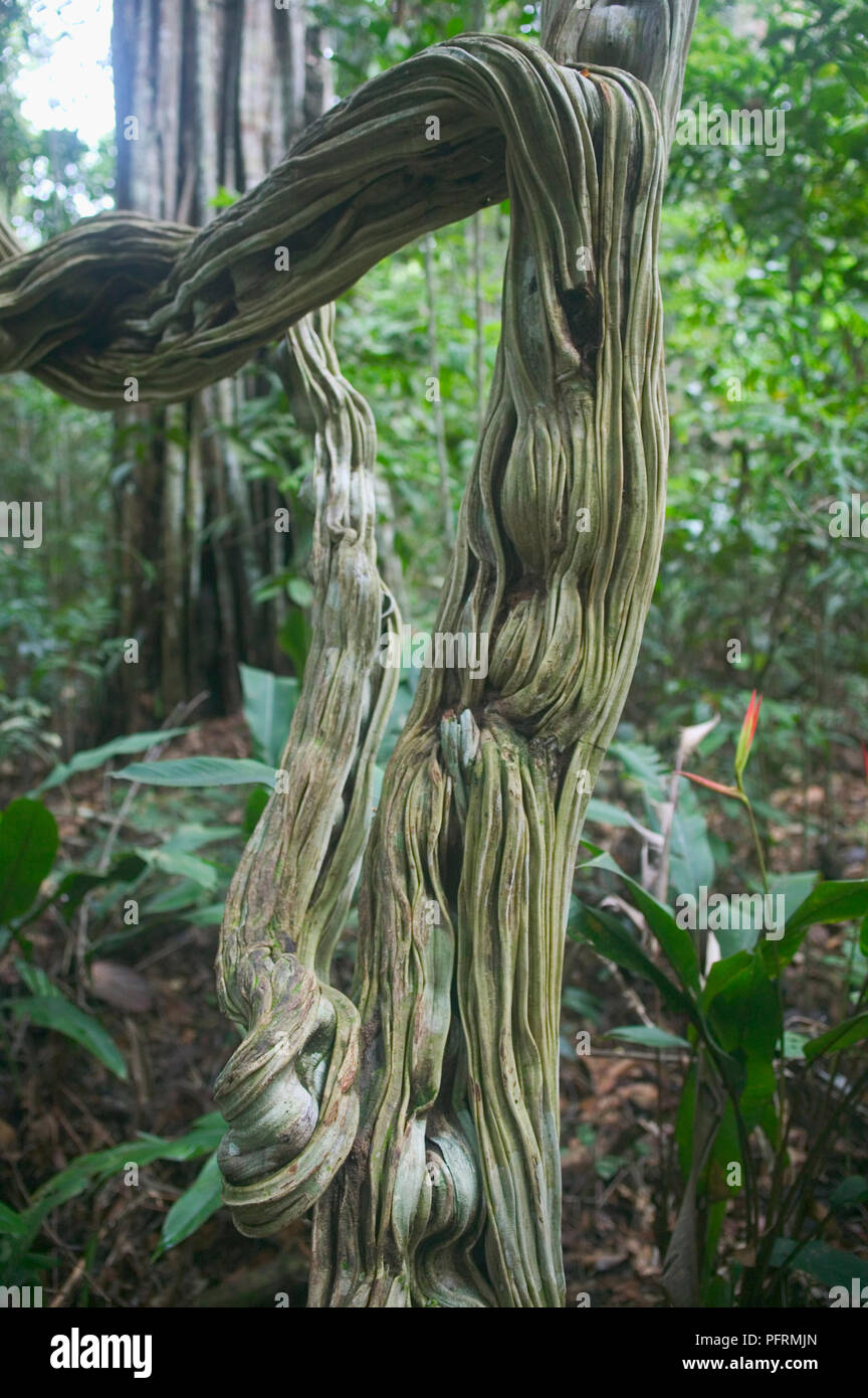 Brazil, Turtle-ladder Vine in rainforest, close-up Stock Photo - Alamy