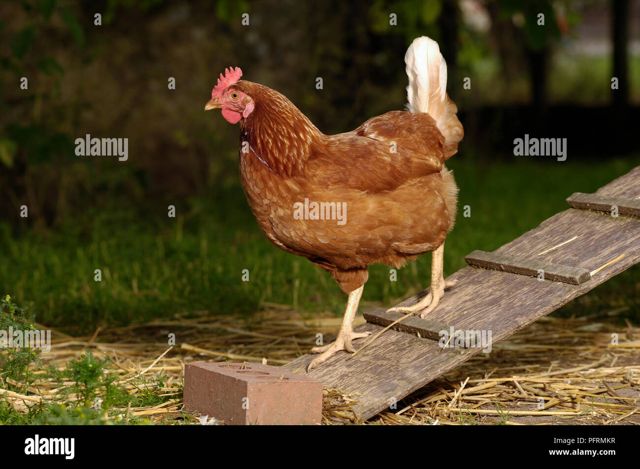 Brown hen stepping down ladder from chicken coop Stock Photo - Alamy