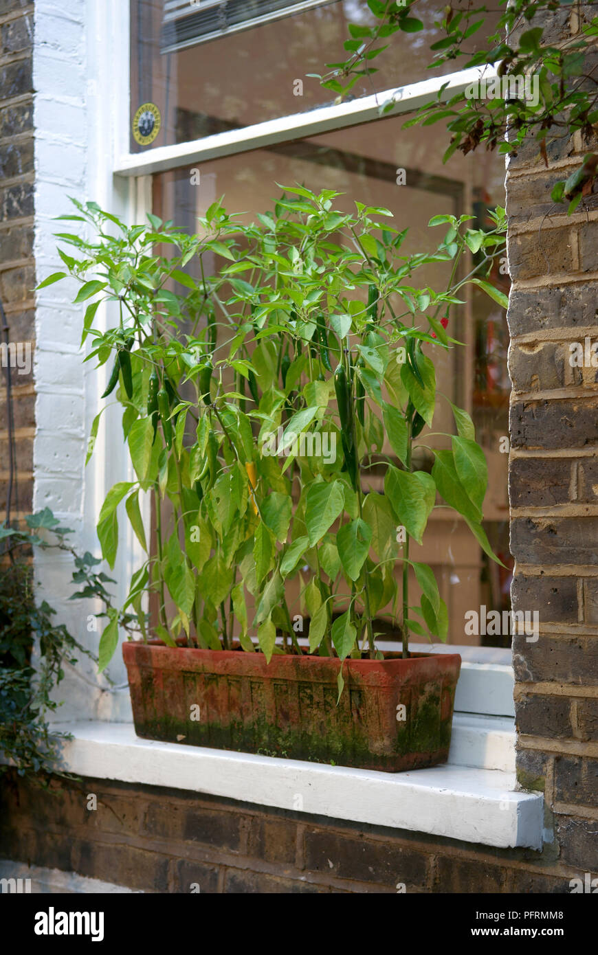 Chilli plant on windowsill hi-res stock photography and images - Alamy