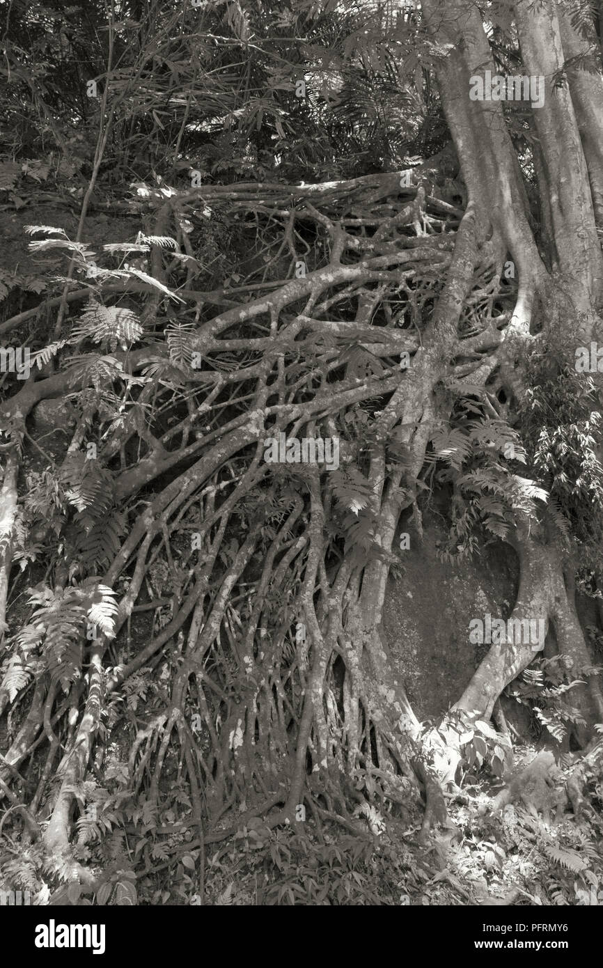 Big tree roots branches Stock Photo - Alamy
