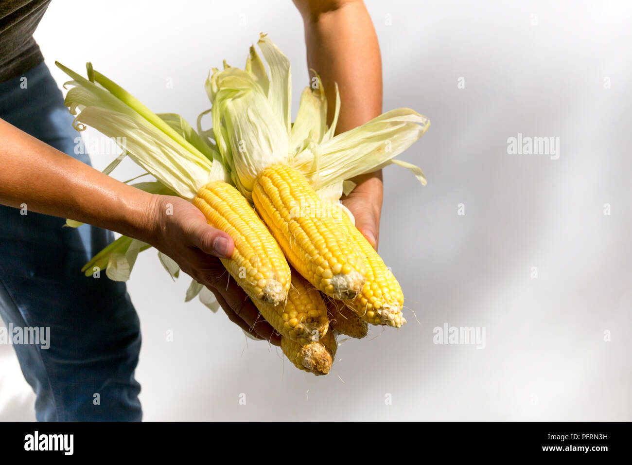 Agriculture menhand holding harvesting corn Stock Photo - Alamy