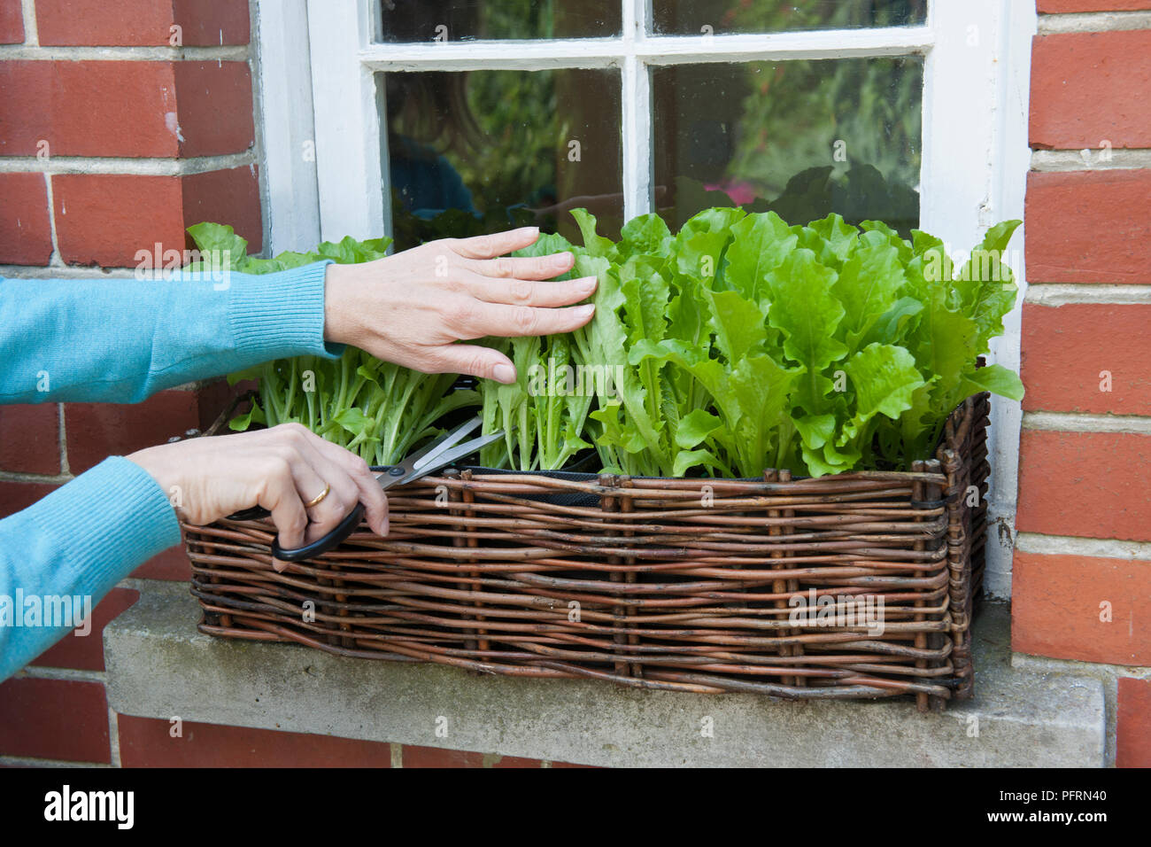 Growing lettuce window box hi-res stock photography and images - Alamy
