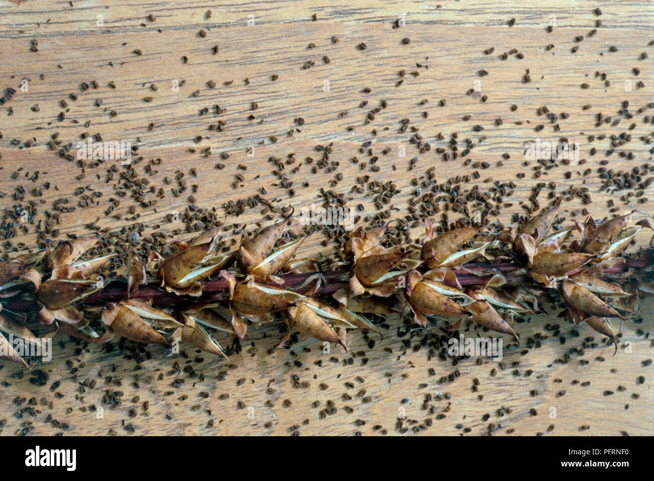 Digitalis ferruginea (Rusty foxglove), seedheads and seeds, close-up ...
