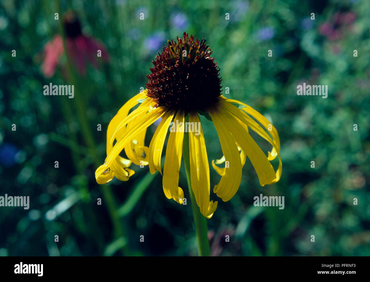 Echinacea paradoxa hi-res stock photography and images - Alamy
