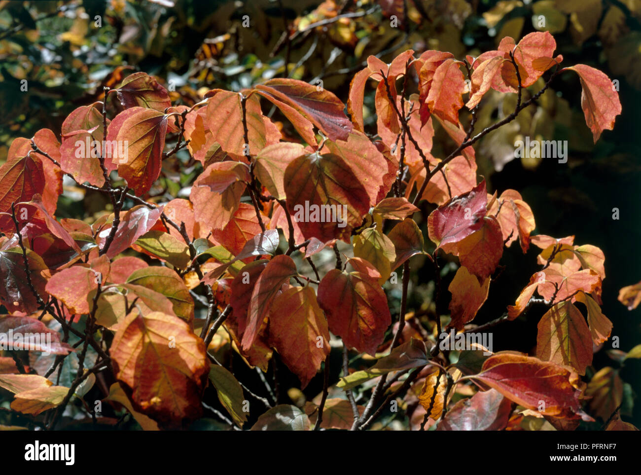 Bronze foliage hi-res stock photography and images - Alamy