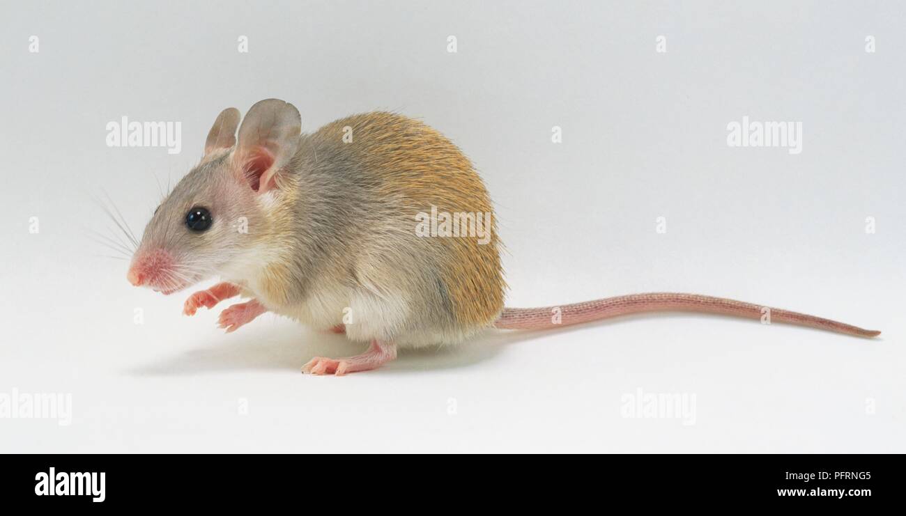 Spiny mouse acomys sp hi-res stock photography and images - Alamy