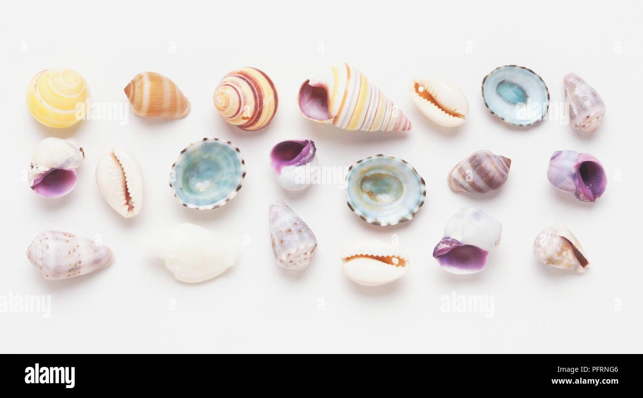 Selection of seashells Stock Photo - Alamy