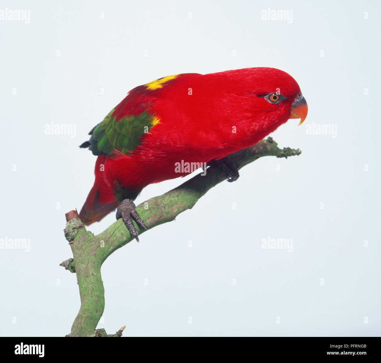 Chattering Lory (Lorius garrulus) perching on tree branch, side view ...