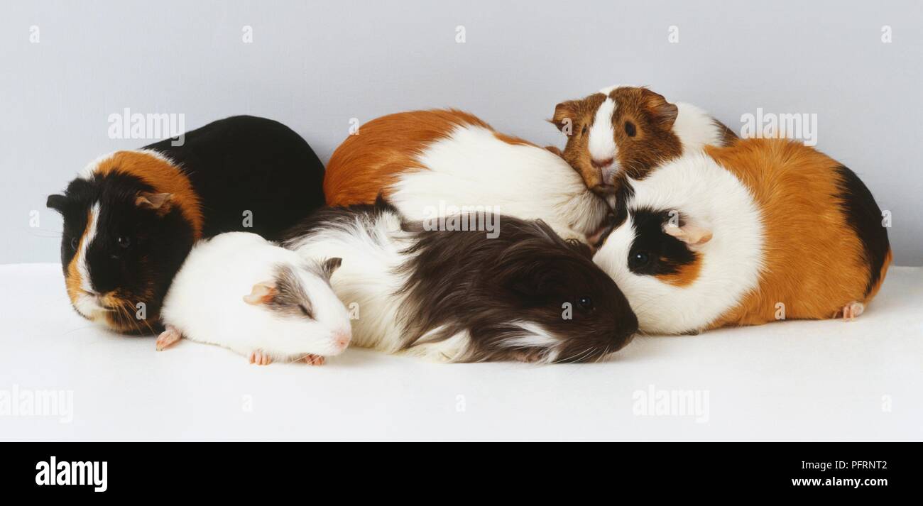 Six differently coloured Guinea Pigs (Cavia porcellus) huddled together ...