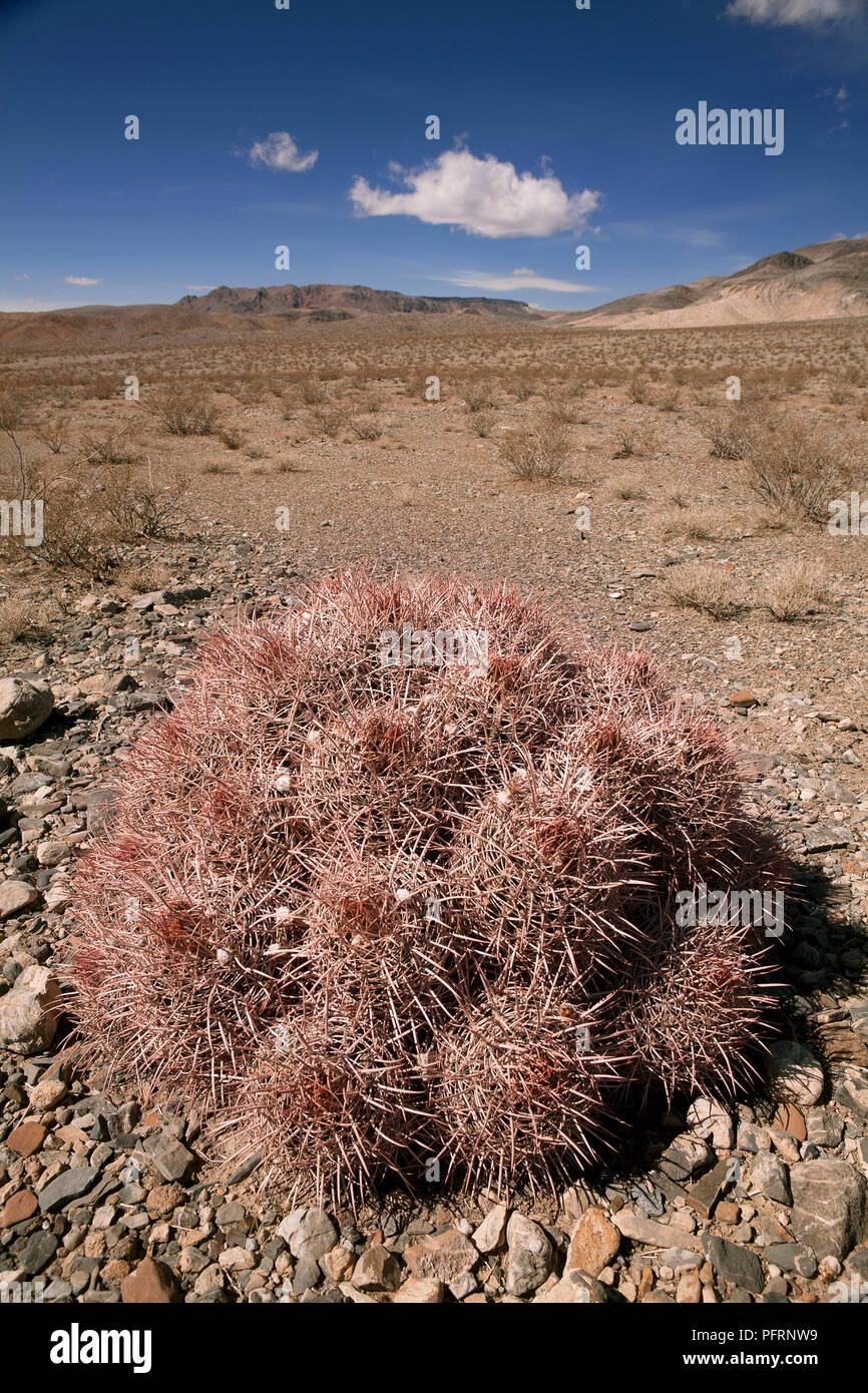USA, California, Death Valley, cluster of cacti growing in desert ...