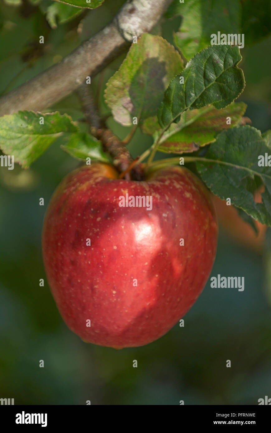 Malling kent fruit hi-res stock photography and images - Alamy