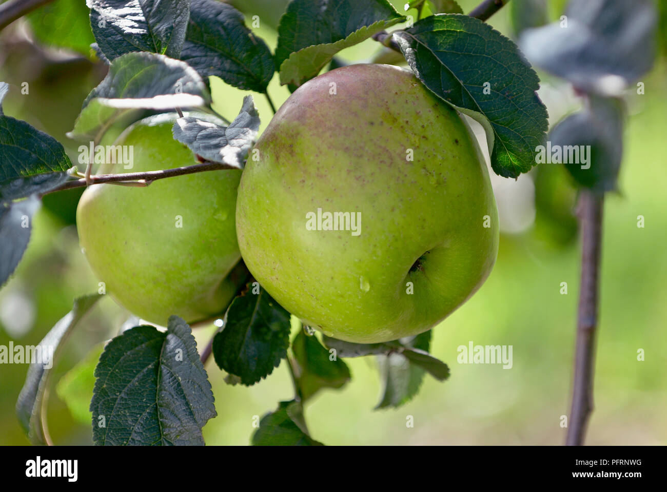 Green Malus Domestica 'Pecks Pleasant' apples with drops of water on ...