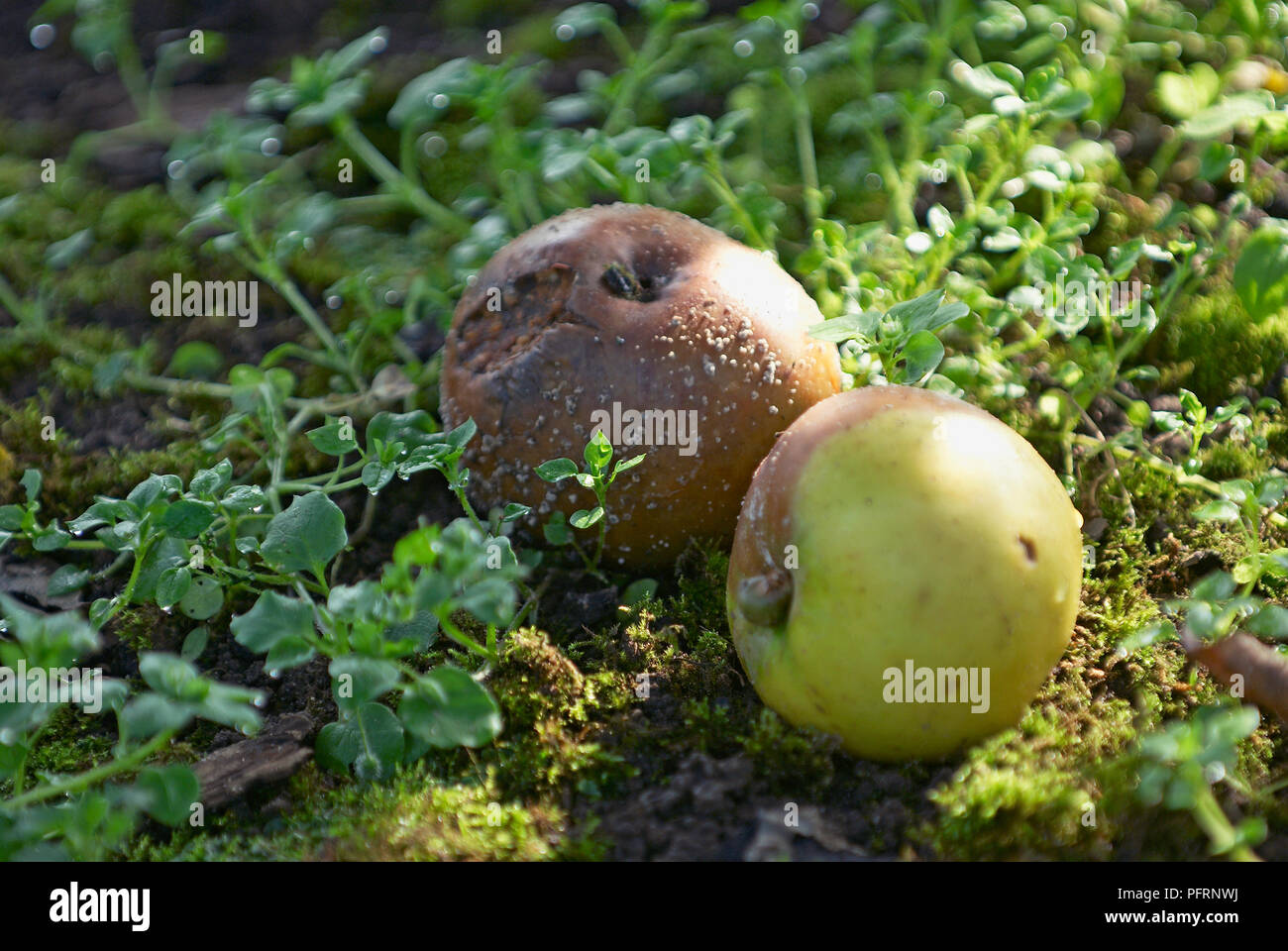 Badly decayed brown apple and decaying green apple on ground, close-up ...