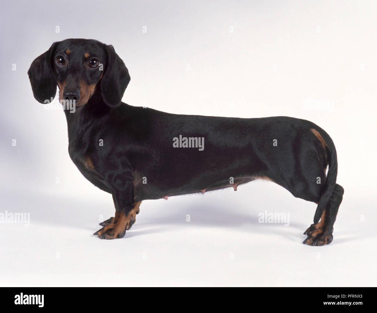 Female Smooth-haired miniature Dachshund dog standing Stock Photo - Alamy