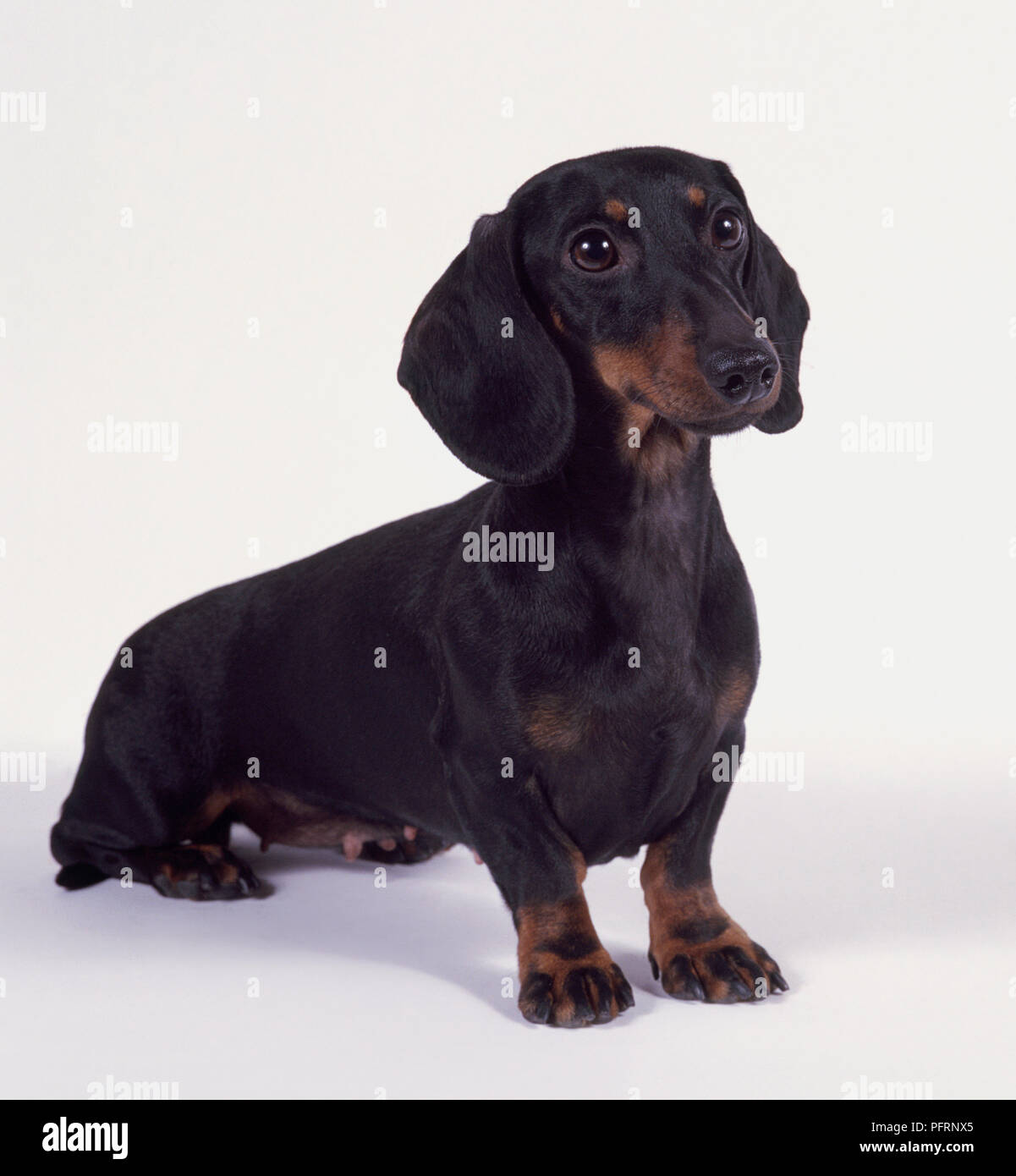Female smooth-haired miniature Dachshund dog sitting Stock Photo - Alamy