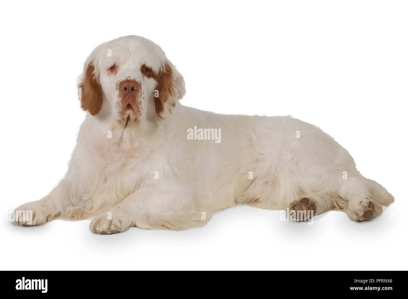 White and lemon Clumber Spaniel dog lying down Stock Photo - Alamy