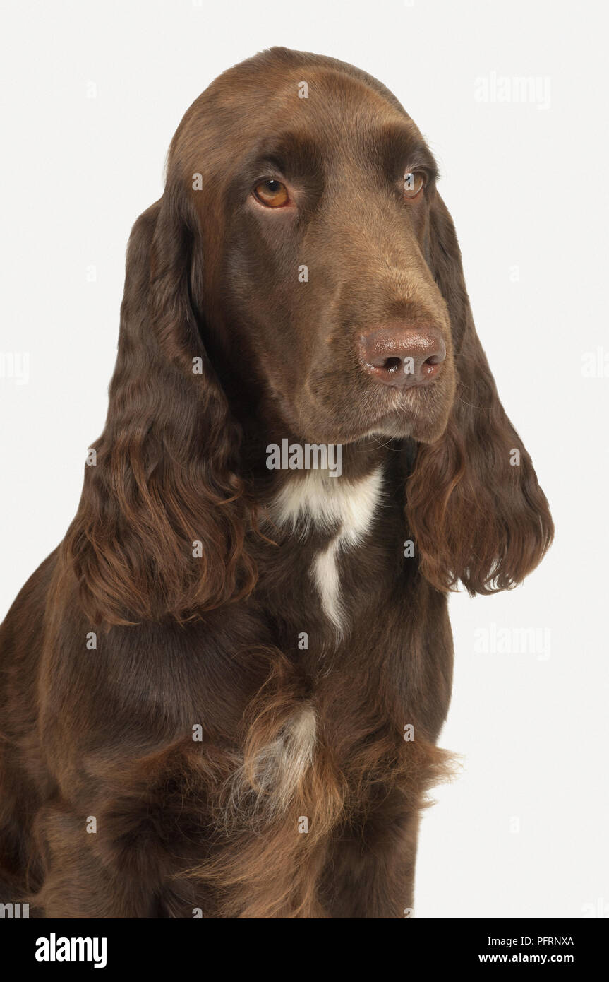 Head and shoulders of liver and white Field Spaniel Stock Photo - Alamy