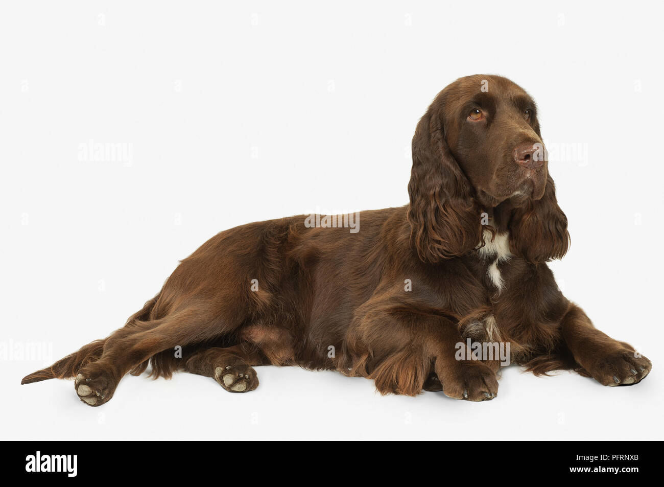 Liver and white Field Spaniel lying down Stock Photo - Alamy
