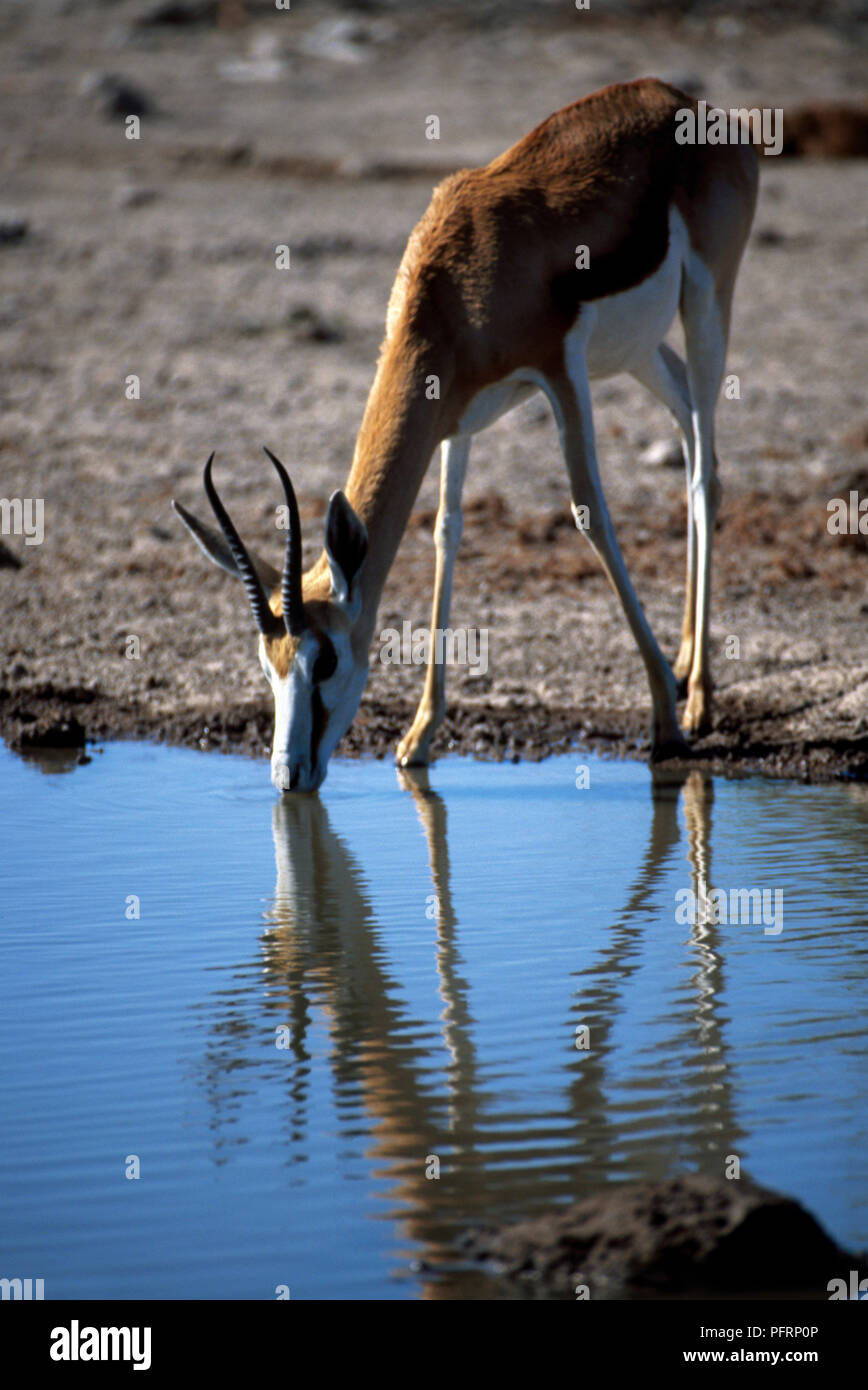 Africa, Okaukuejo, Namibia, Etosha National Park, Thomson's Gazelle ...