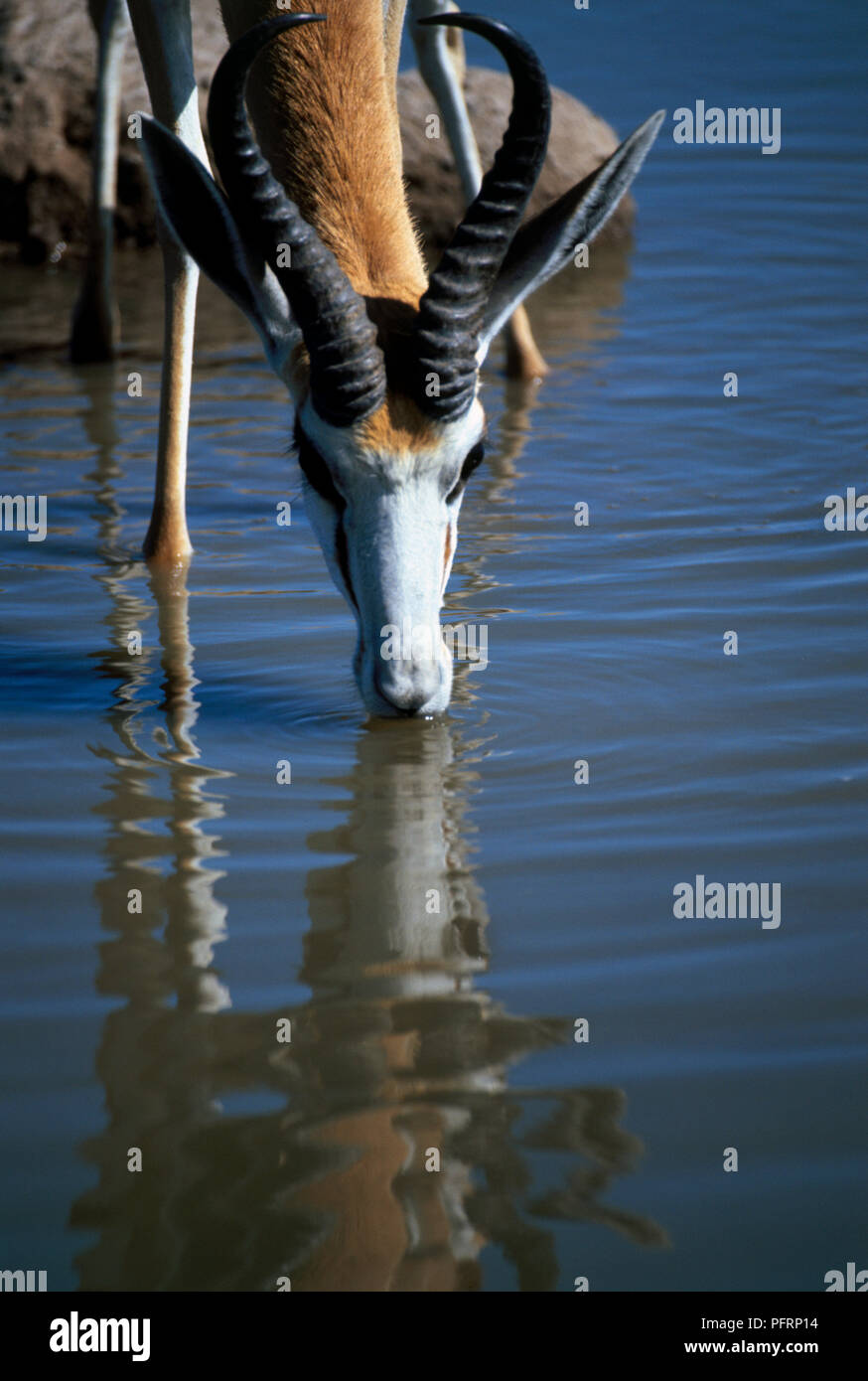 Africa species hi-res stock photography and images - Alamy
