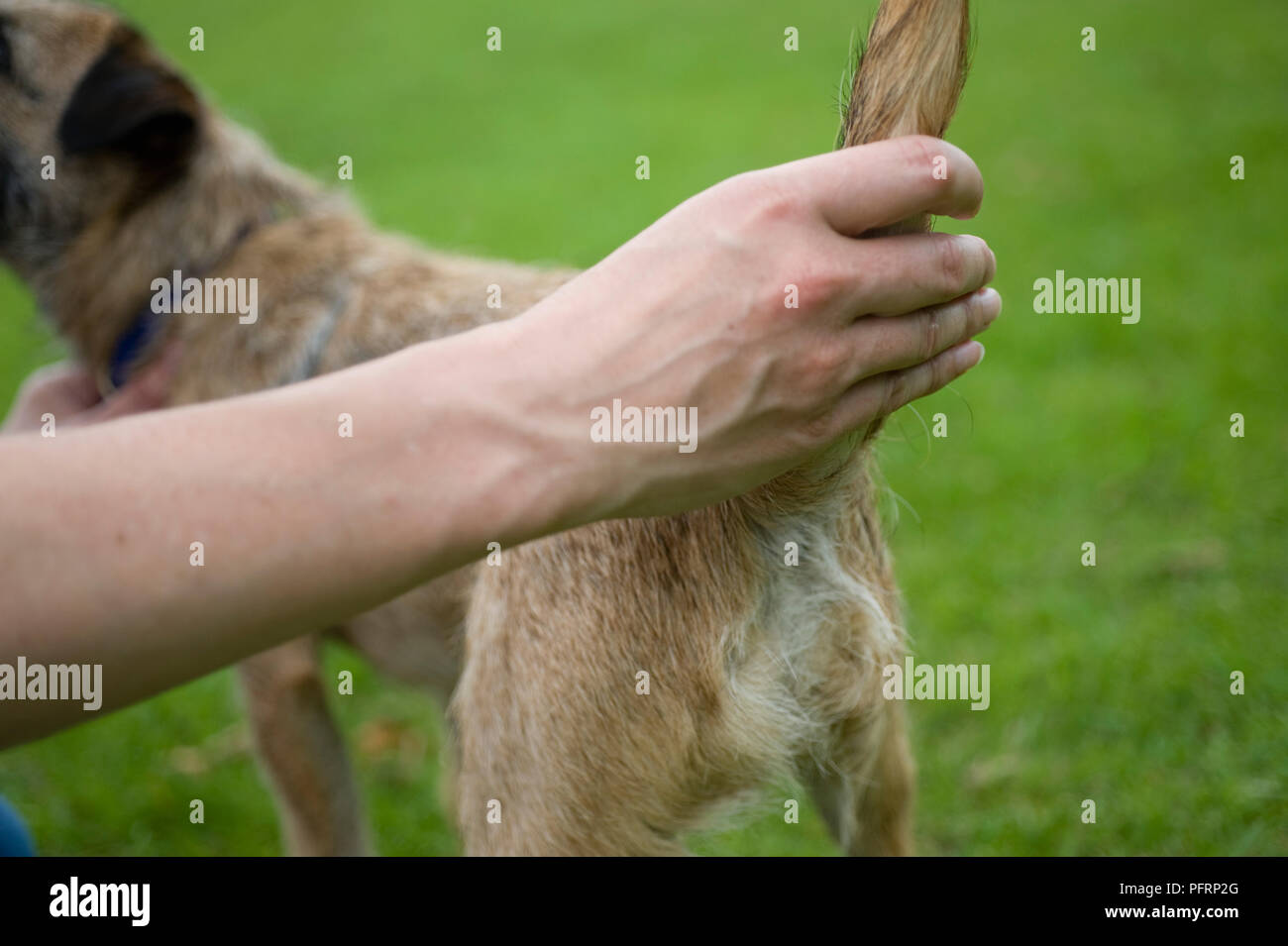 Hand holding a border terrier's tail, close-up Stock Photo - Alamy