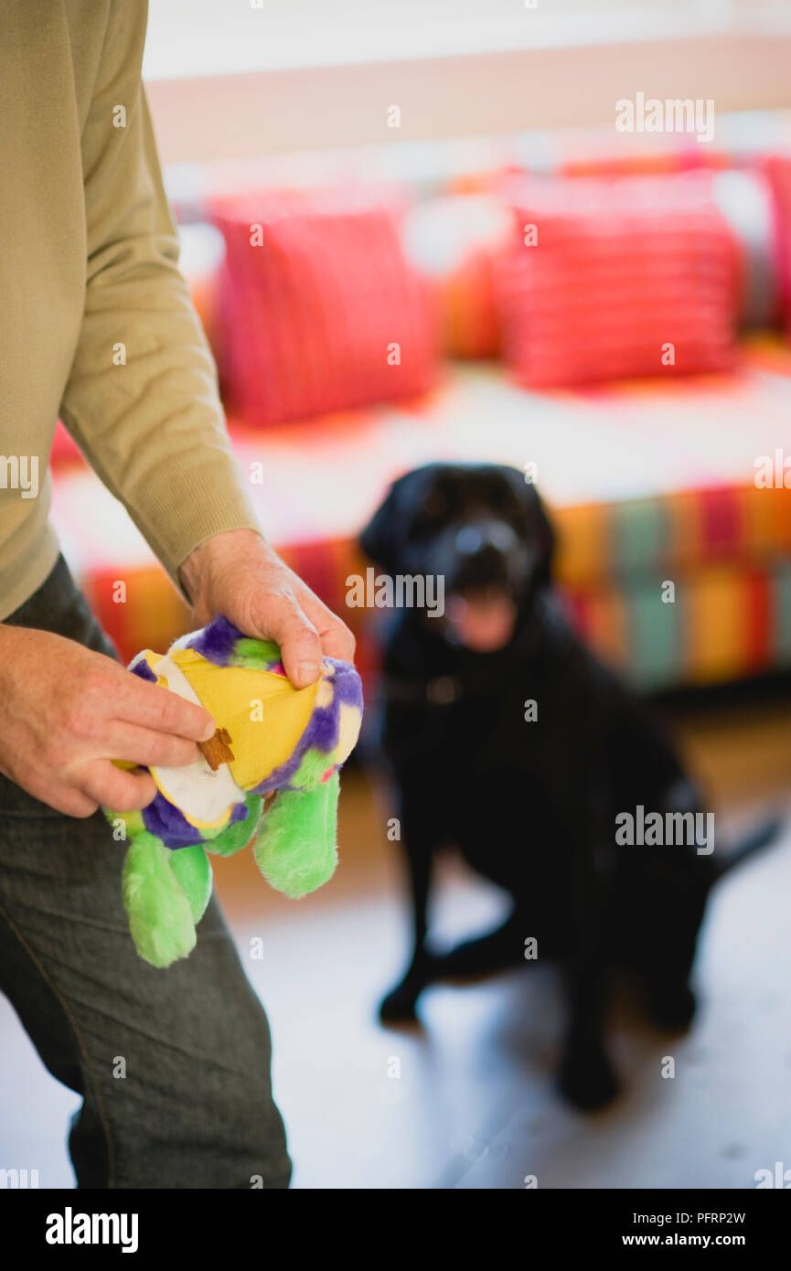 Black Labrador dog watching his owner who is holding a toy Stock Photo ...