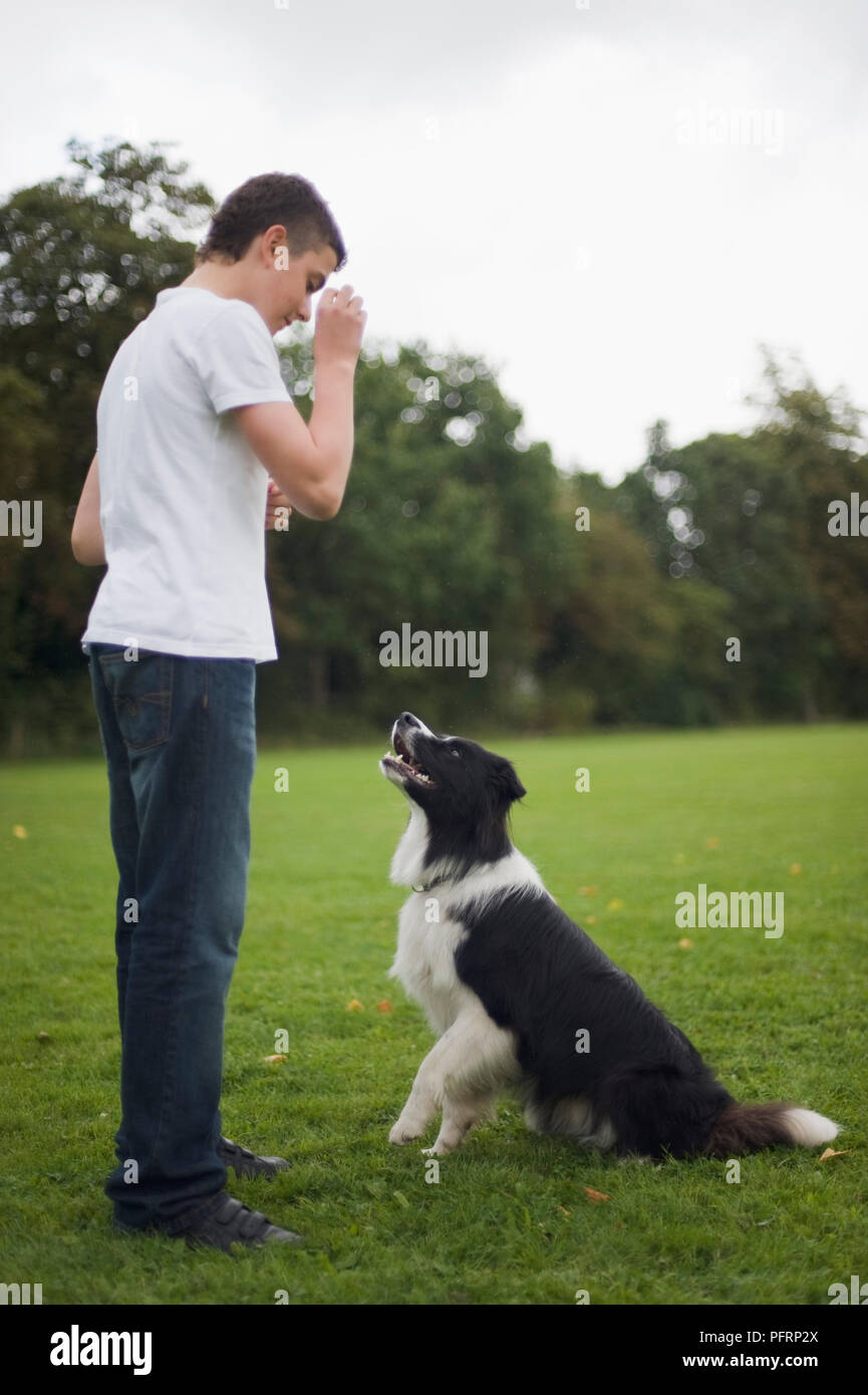Owner playing with his Border collie Stock Photo - Alamy