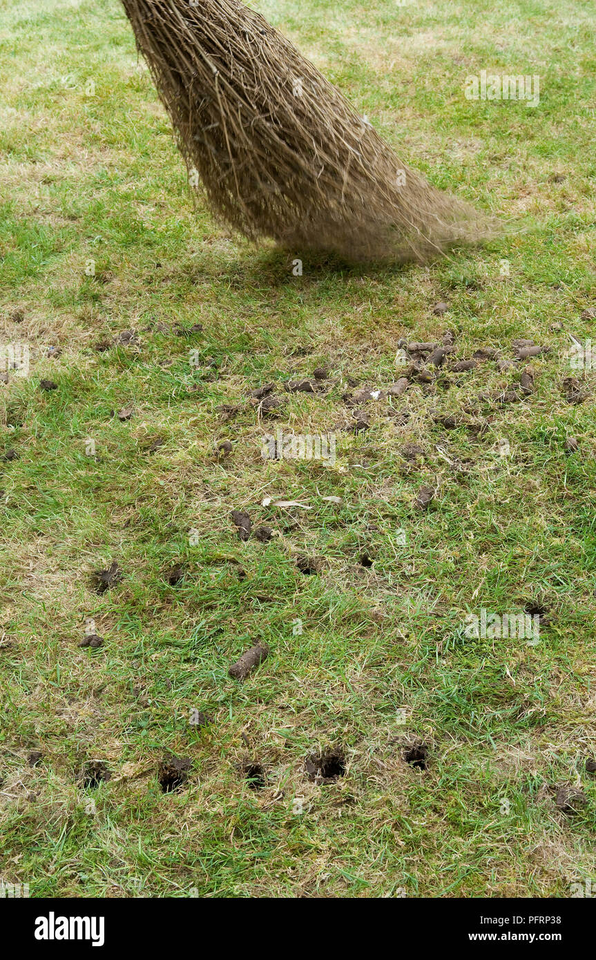 Using besom to sweep soil plugs from aerated lawn Stock Photo - Alamy