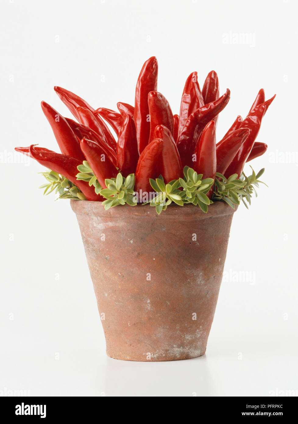 Red chilli peppers in terracotta plant pot surrounded by leafy green ...