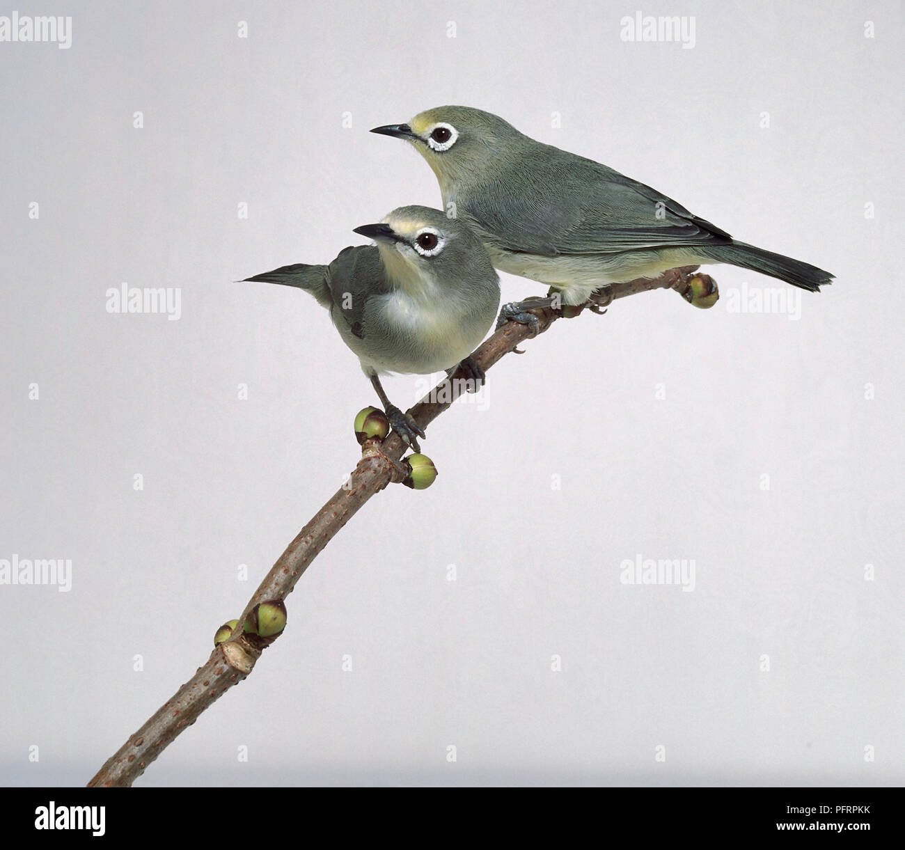 Oriental White-eye (Zosterops palpebrosus), two grey-green birds ...