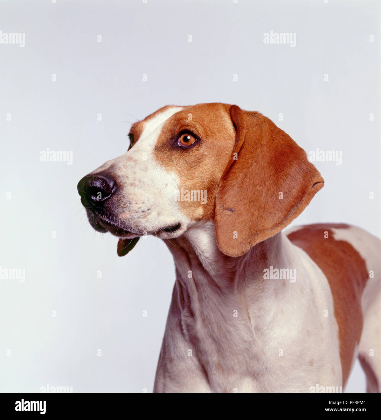 American Foxhound High Resolution Stock Photography and Images - Alamy