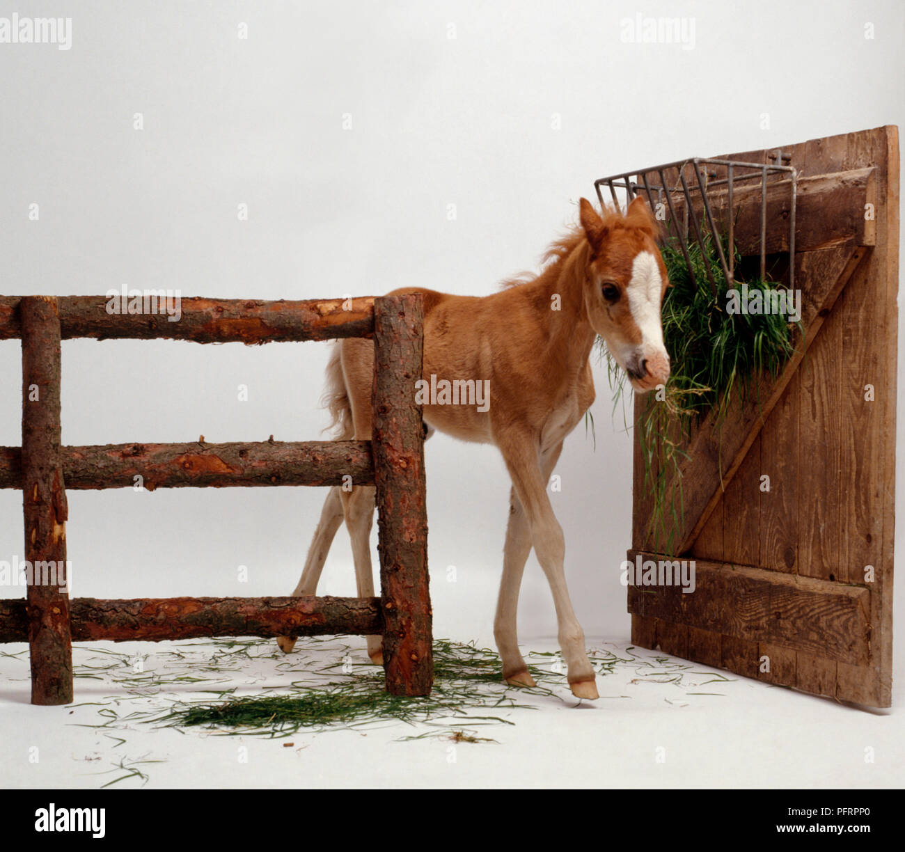 Five week old chestnut and white foal walking through gate in studio ...