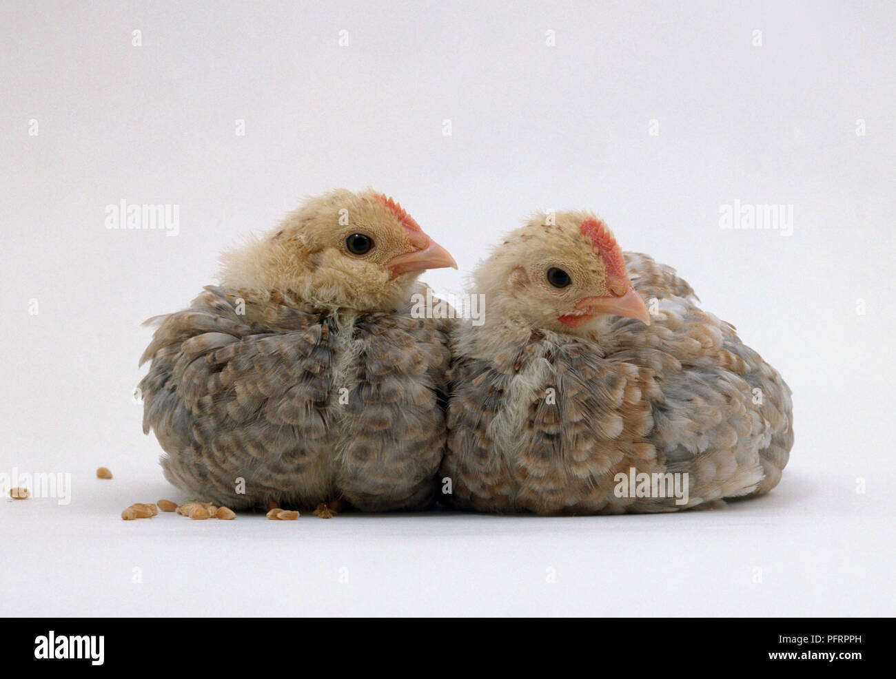 Baby rooster hi-res stock photography and images - Alamy