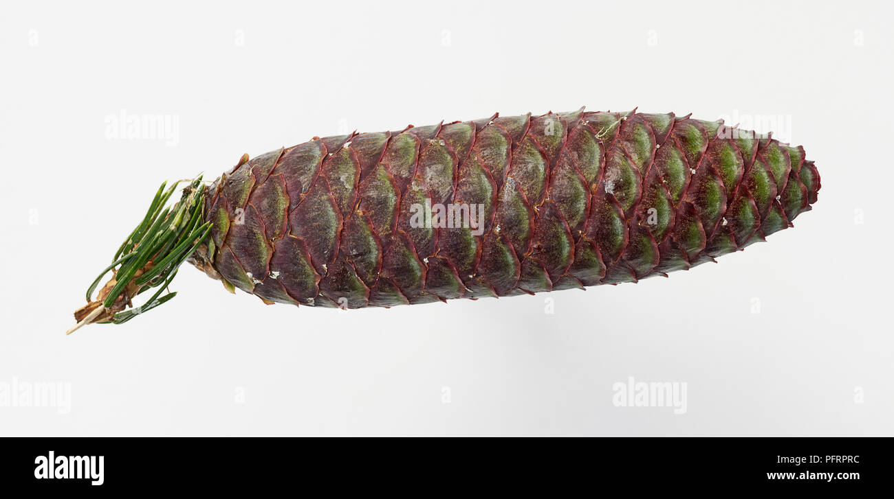 Picea brachytyla (Sargent spruce), purple cone Stock Photo - Alamy