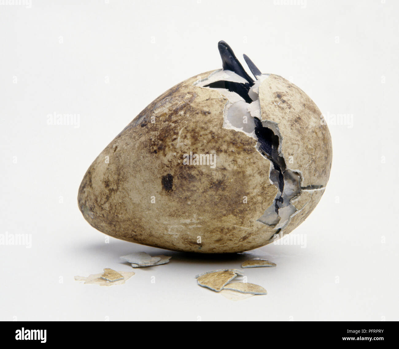 King Penguin (Aptenodytes patagonicus) chick hatching from egg Stock ...